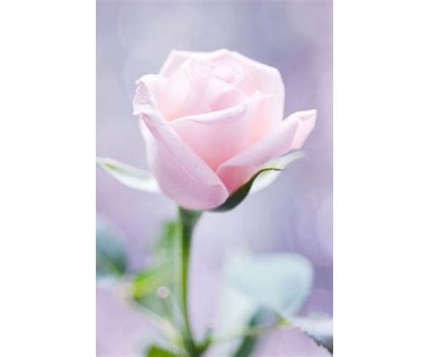 Lisa D Mcdaniel Obituary 2024 Columbus Oh Marlan Gary Funeral Home Chapel Of Peace North