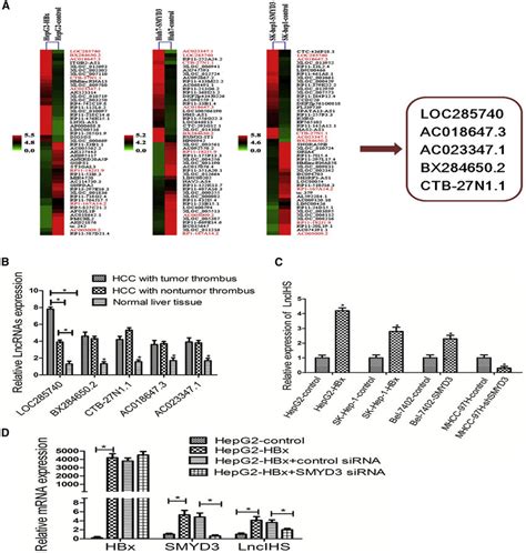 A Novel Lncrna Is Selected By Microarray A Lncrnas Were Screened Out