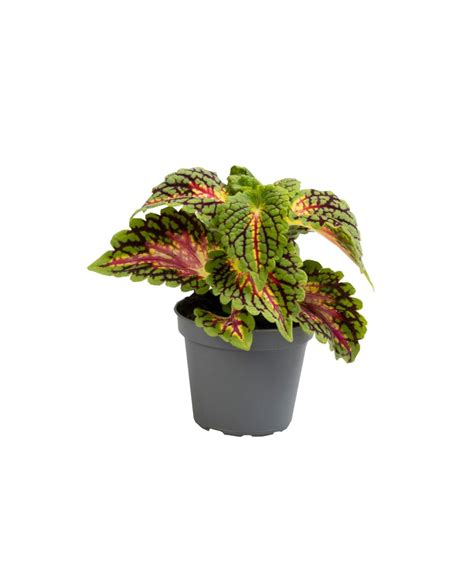 Root Houseplants Shop Coleus Spacecake Fresh From The Grower