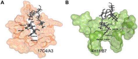 Surface Representation Of The Antibodies Binding Interface A Deep