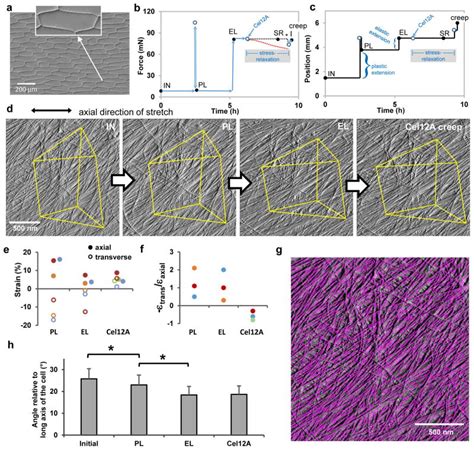 Nanoscale Movements Of Cellulose Microfibrils In Primary Cell Walls Pmc
