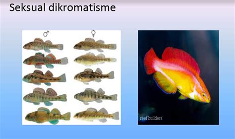 Seksualitas Dan Reproduksi Ikan GEA FISHERY