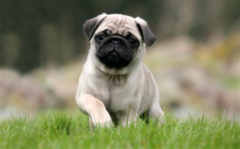 Pug Hd Wallpaper For Pc
