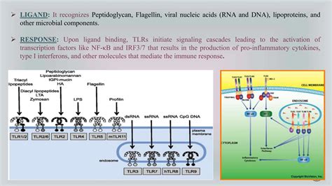 Pathogen Recognition Receptors Prrs And Pathogen Associated Molecular Patterns Pamps Pptx