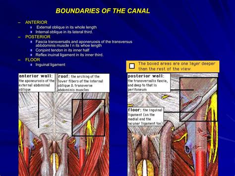 Inguinal Canal2 Ppt