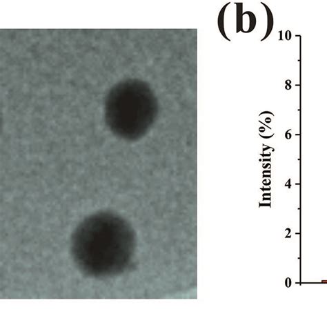 Transmission Election Microscopy A And Dynamic Light Scattering B