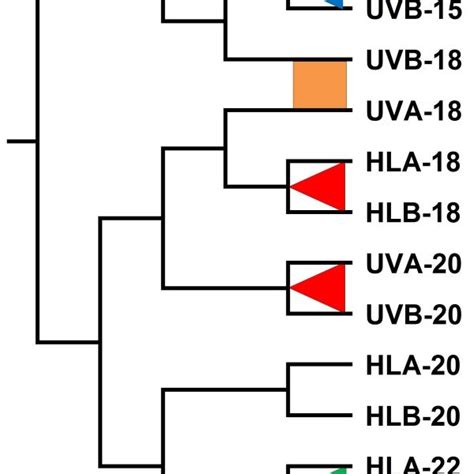 Hierarchical Clustering Analysis Of The Microarray Dataset Download Scientific Diagram