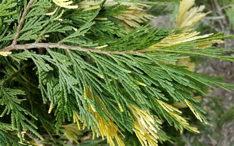 Calocedrus Decurrens Aureovariegata Calocedrus Decurrens