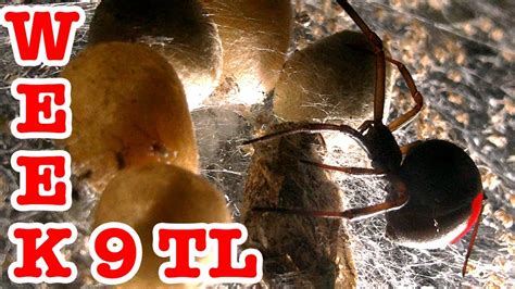 Redback Spider 1000 Scary Cute Spiderling Week 9 Time Lapse Youtube