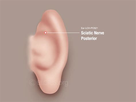 Sciatic Nerve Posterior Master Tungs Acupuncture Elotus Core