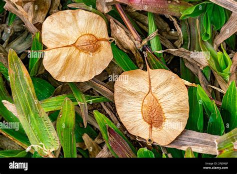 Top View Closeup Of Wind Disposal Seeds Of Wild Tree In Rainforest In