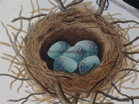 Grackle Eggs