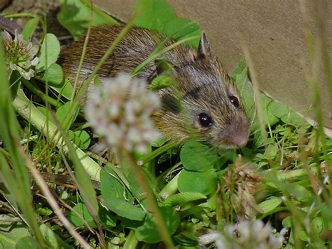 About Prebles Meadow Jumping Mouse — N Fork Poudre Site Conservation Team