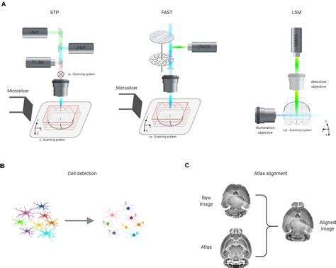 Frontiers Dissecting Neuronal Activation On A Brain Wide Scale With
