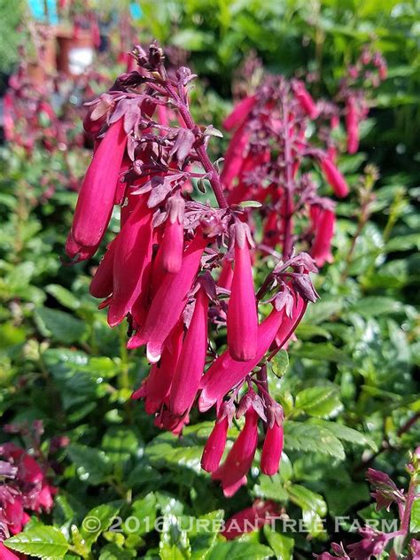 Phygelius Candy Drops Red Urban Tree Farm Nursery