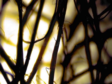 Under The Lens Of A Microscope A Thin Slice Of Tissue Unveils A Mesmerizing Landscape Stock