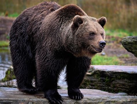 800 Kostenlose Braunbären Und Braunbär Bilder Pixabay