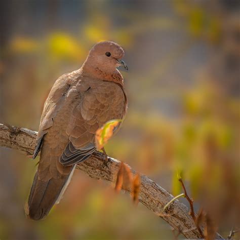 پرندگان ایران قمری خانگی باشگاه پرنده نگری ایرانیان
