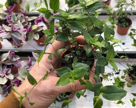 Tradescantia Bridal Vail ~ Tiny White Flowers ~ Easy Houseplant ~ Rare Wandering Jew Etsy