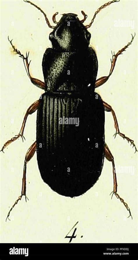 This Illustration Comes From A Natural History Text On European Beetles
