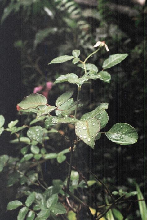 Alice Vasconcelos — Piscina