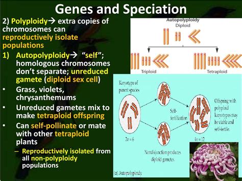 Ppt Speciation Powerpoint Presentation Free Download Id1551995