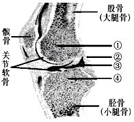下图是膝关节纵剖面图 填出图中各序号所代表的结构名称 ① ② ③ ④——青夏教育精英家教网——
