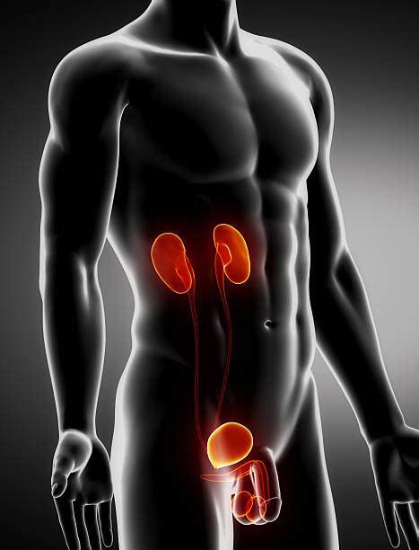 340 Epididim Fotoğraflar Stok Fotoğrafları Resimler Ve Royalty Free