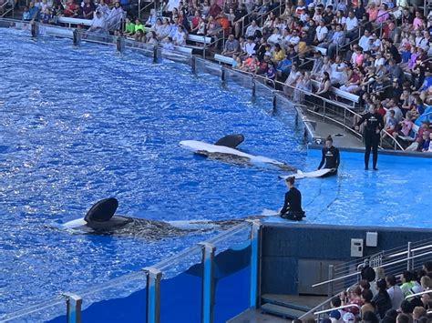 Seaworld Orlando New Orca Encounter Show More Educational
