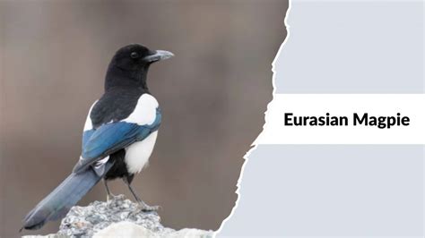 20 Common Types Of Small Black And White Bird