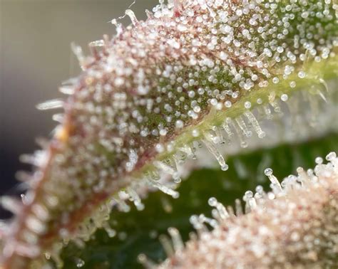Trichomes Under A Microscope R Cannabishub