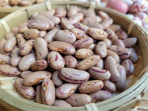 是福也是虎，「虎仔豆」裡沒老虎 糖果廚房。食農生活家