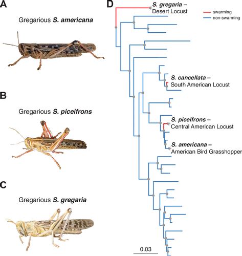 To Jump Or Not To Jump Comparing Effects Of Phenotypic Plasticity On