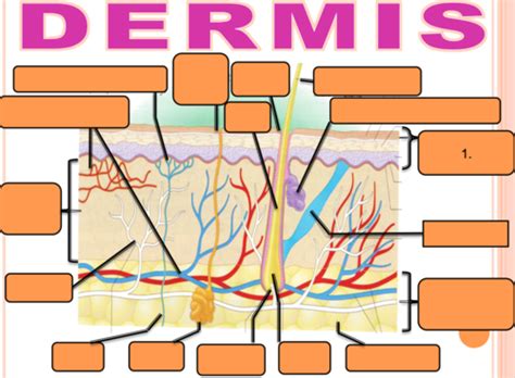 Structure Of The Dermis Diagram Two Flashcards Quizlet