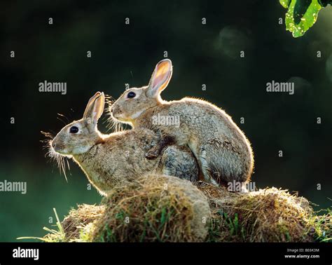 Rabbit Mating Season When Is Rabbit Mating Season A Complete Guide
