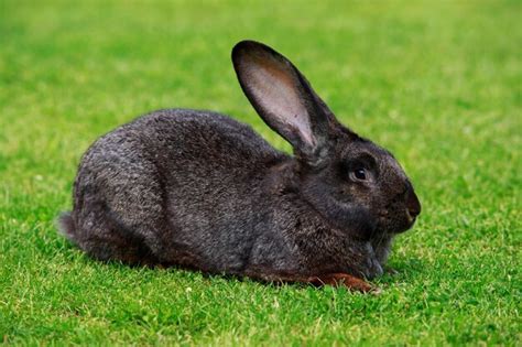 Premium Photo The Gray Rabbit