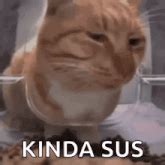 Sus Meme Sus Discover And Share S
