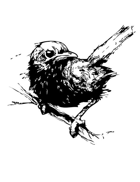 Caleb Laughlin Illustration