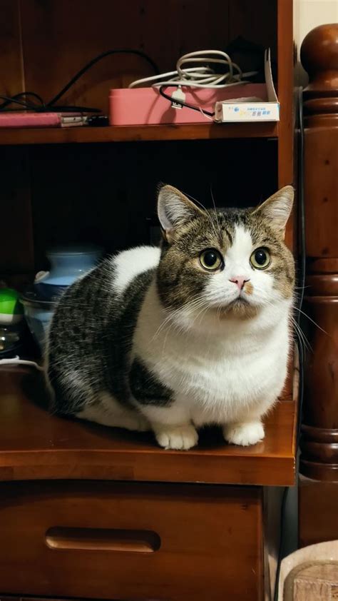 英短矮脚猫可以养嘛 178