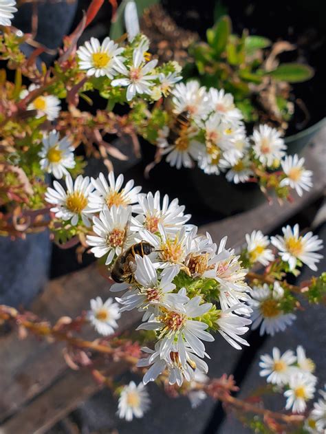 Symphyotrichum Ericoides White Prairie Aster Plug Alcla Native