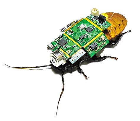 The Cockroach Theory Of Crypto The Business Times