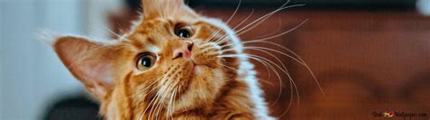 Beautiful Gaze Of Yellow Cute Cat 2k Wallpaper Download