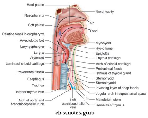 Anatomy Trachea Esophagus And Thoracic Duct Question And Answers