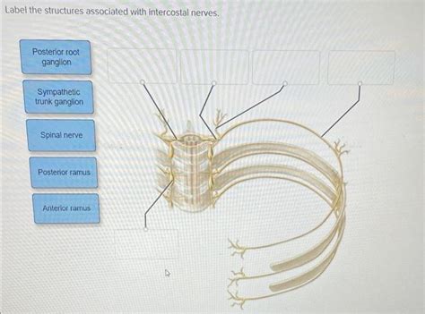 Label The Structures Associated With Intercostal