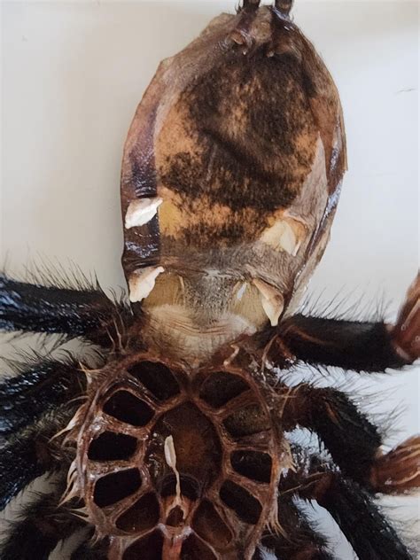 Molt Sexing Rtarantulas