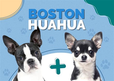Boston Huahua Boston Terrier And Chihuahua Mix Info Pictures Facts