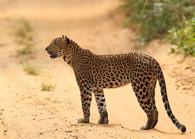 Leopards Of Sri Lanka Sri Lankan Safari