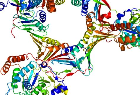 Biochemical Characterisation Of Flap Endonuclease 1 By Rebecca Ley