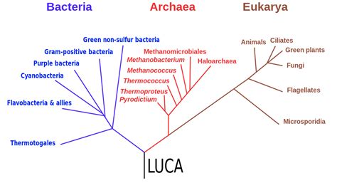 All Life On Earth Originated From A Single Common Ancestor Millions Of