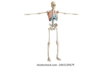 Human Skeleton Respiratory System Anatomy Medical Stock Illustration